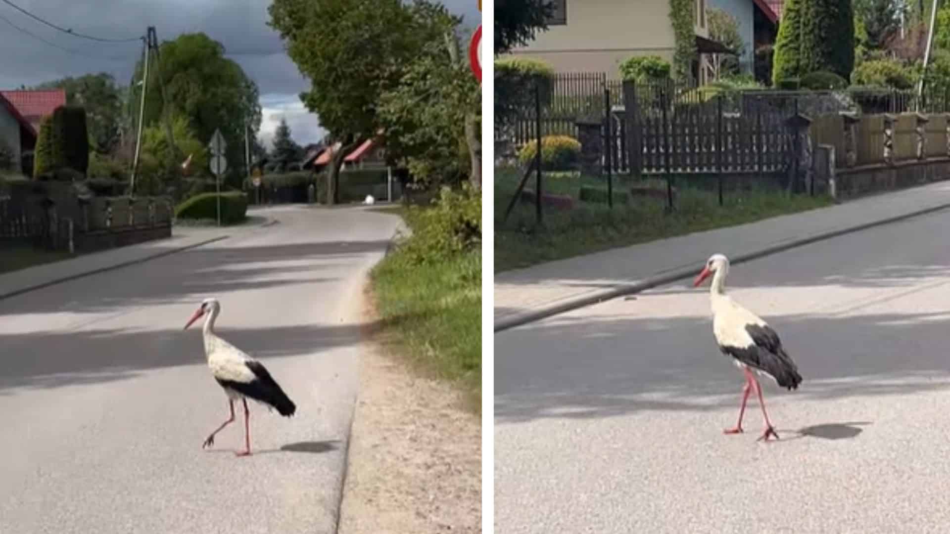 Bocian Wojtek dumnie przechadza się po wsi i pozuje do zdjęć, podobno ...